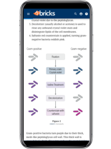 Free Rx Bricks For Life - USMLE-Rx
